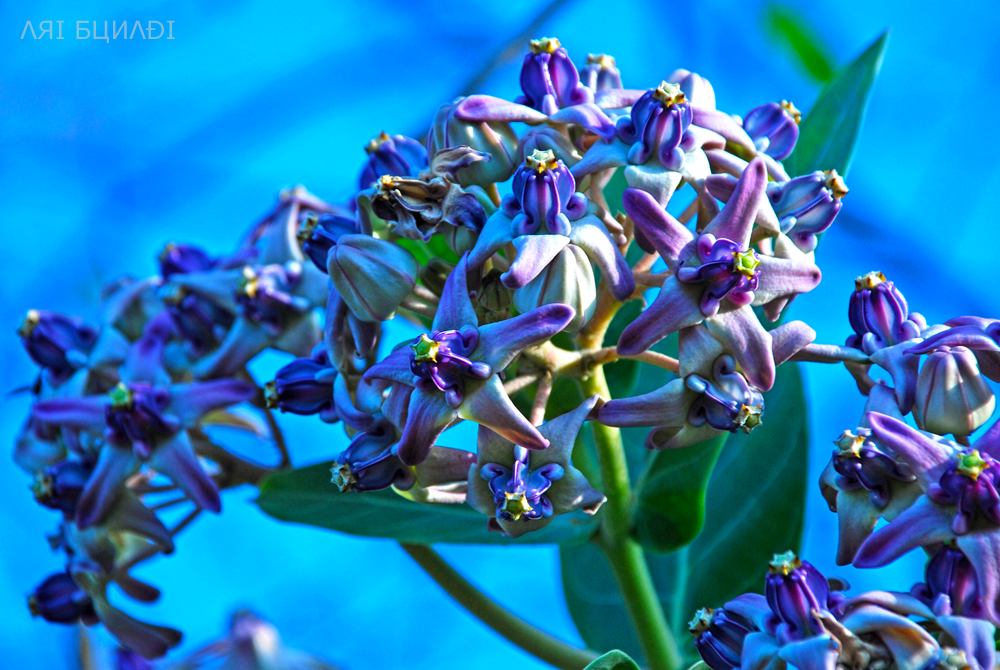 Bali Stashh...: Bali Fields Forevah (Lekad: Teba, Insight: Dura Negara)