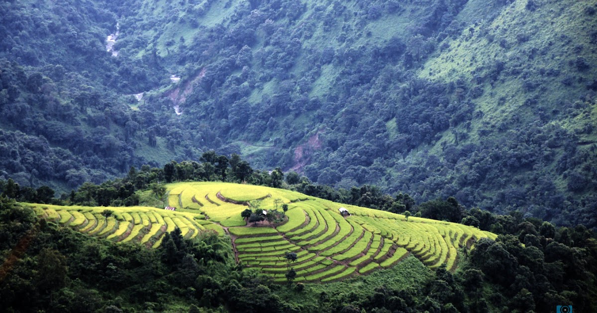 Photos of Terrace Paddy Fields on hills in Nagaland