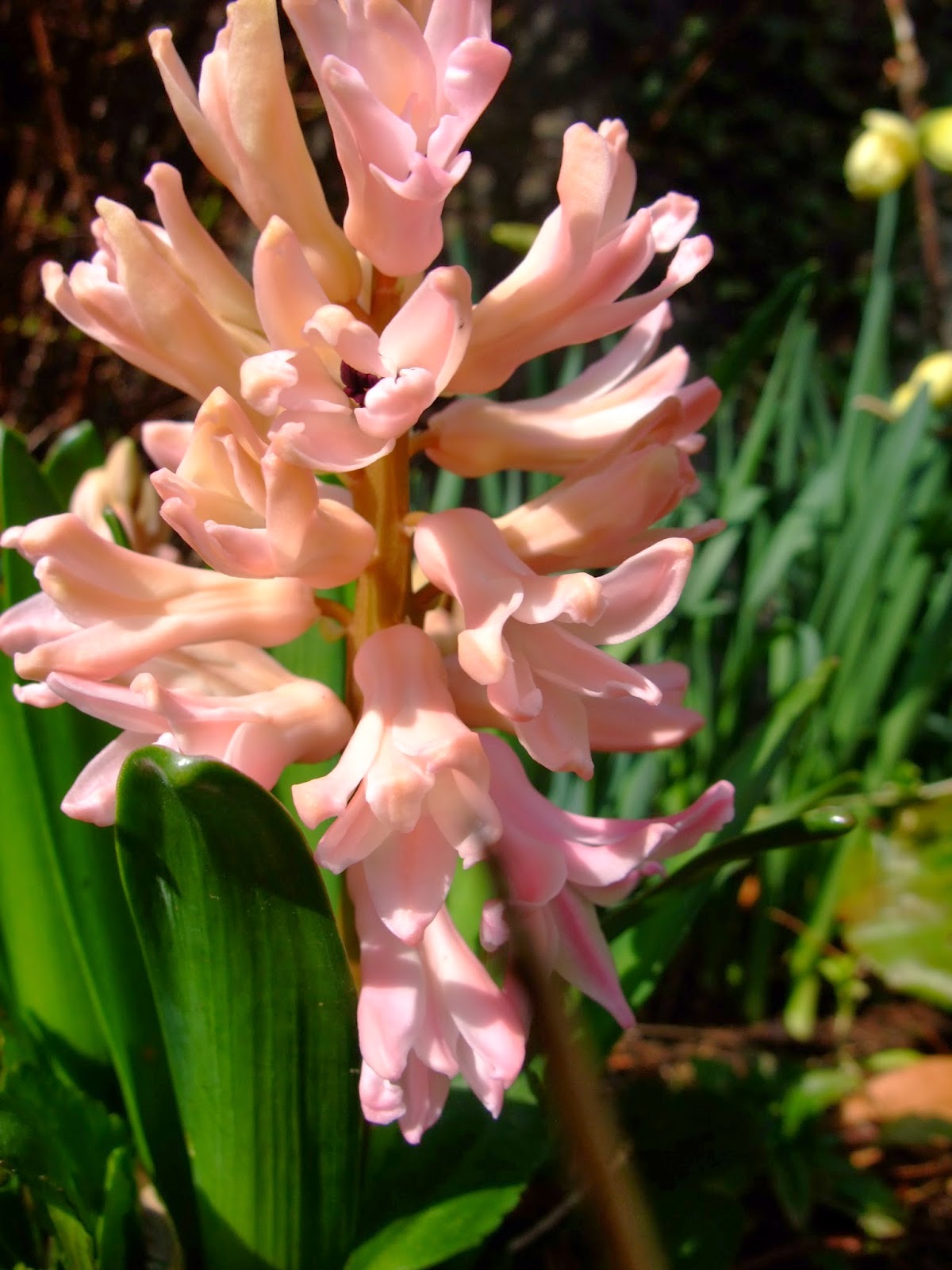 HERBAL PICNIC: HYACINTH