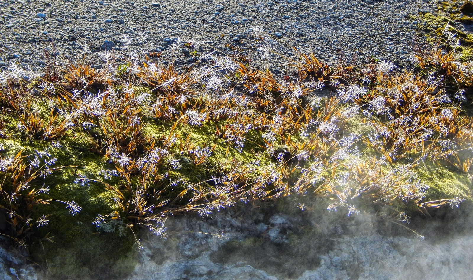 Walking Arizona: Morning Frost
