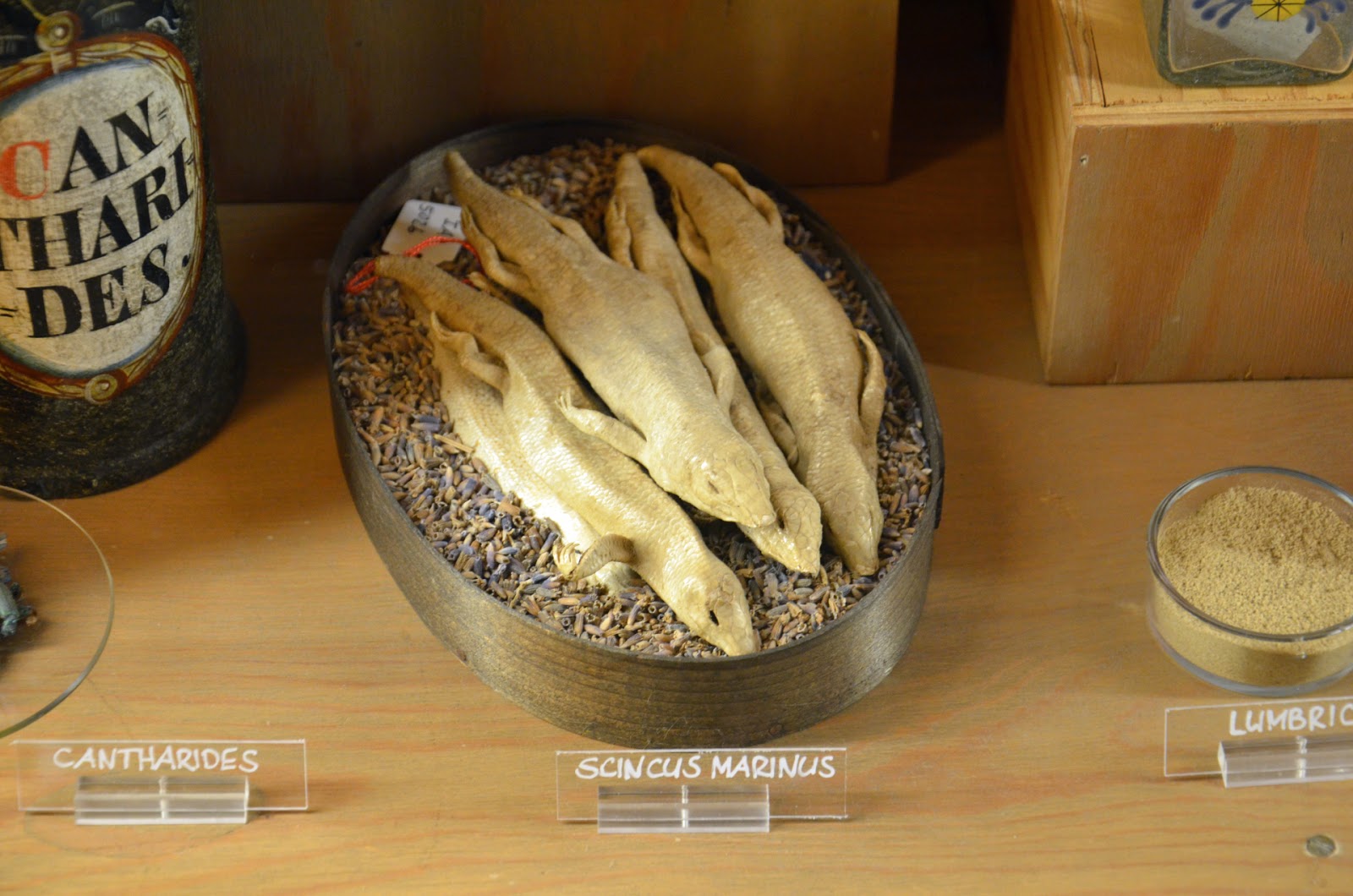 (un)intentional contemporary art in Transylvania: Scincus Officinalis