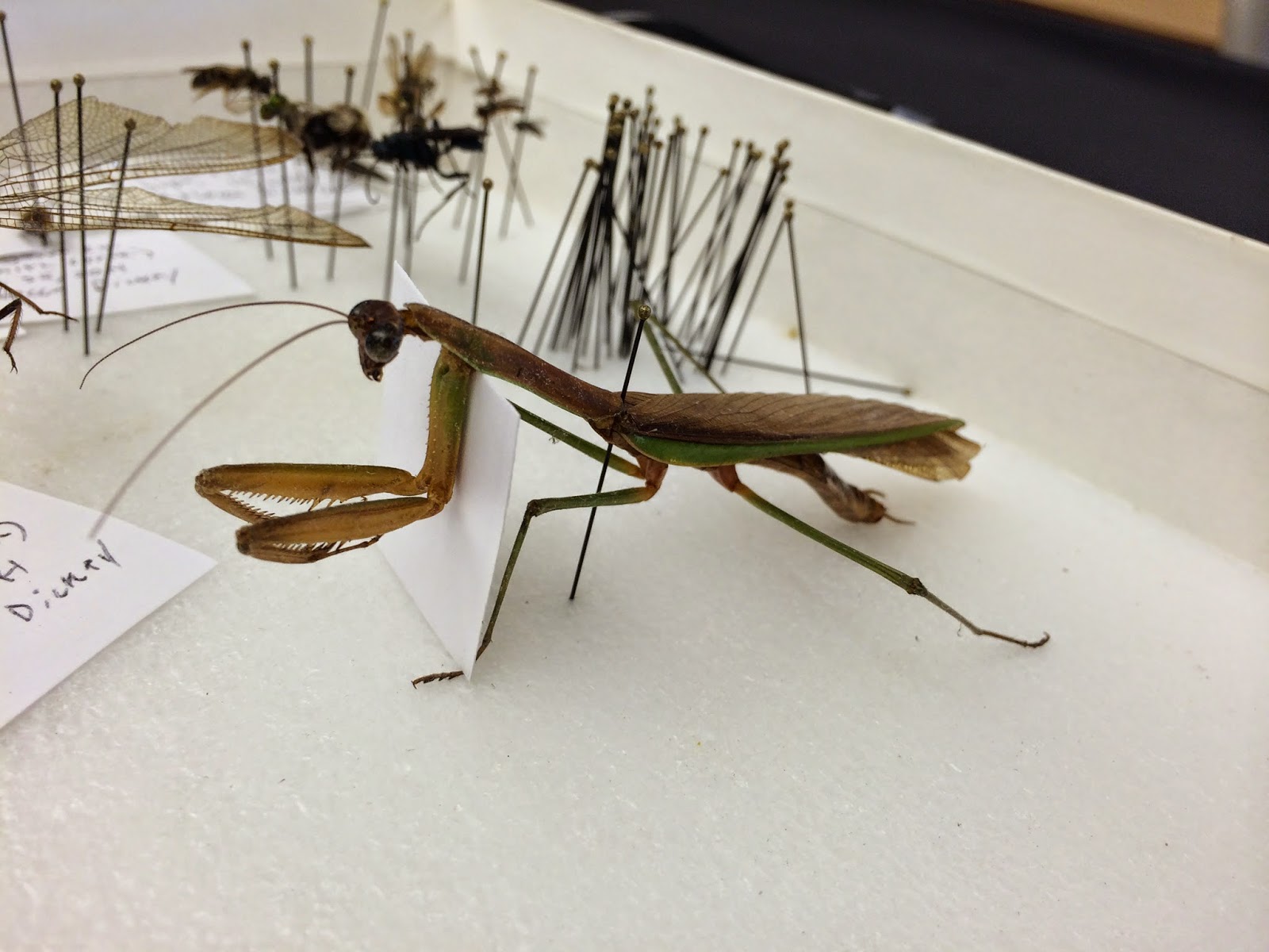 Insect Ecology at JMU: Insect Pinning and Preservation