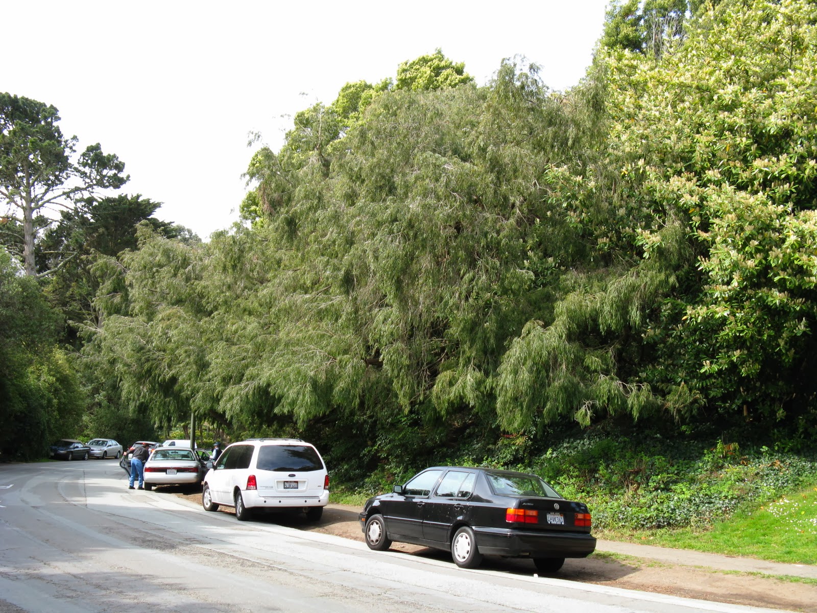 Purple Peppermint Tree