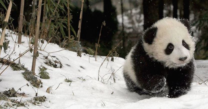 ÇAVA, Inc.: Zoologie: Pourquoi les pandas sont-ils noir et blanc?