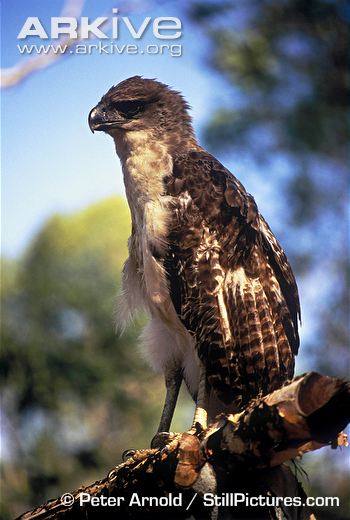 Elang Harpy (Harpia harpyja) | Hewan Indonesia dan Jual Beli