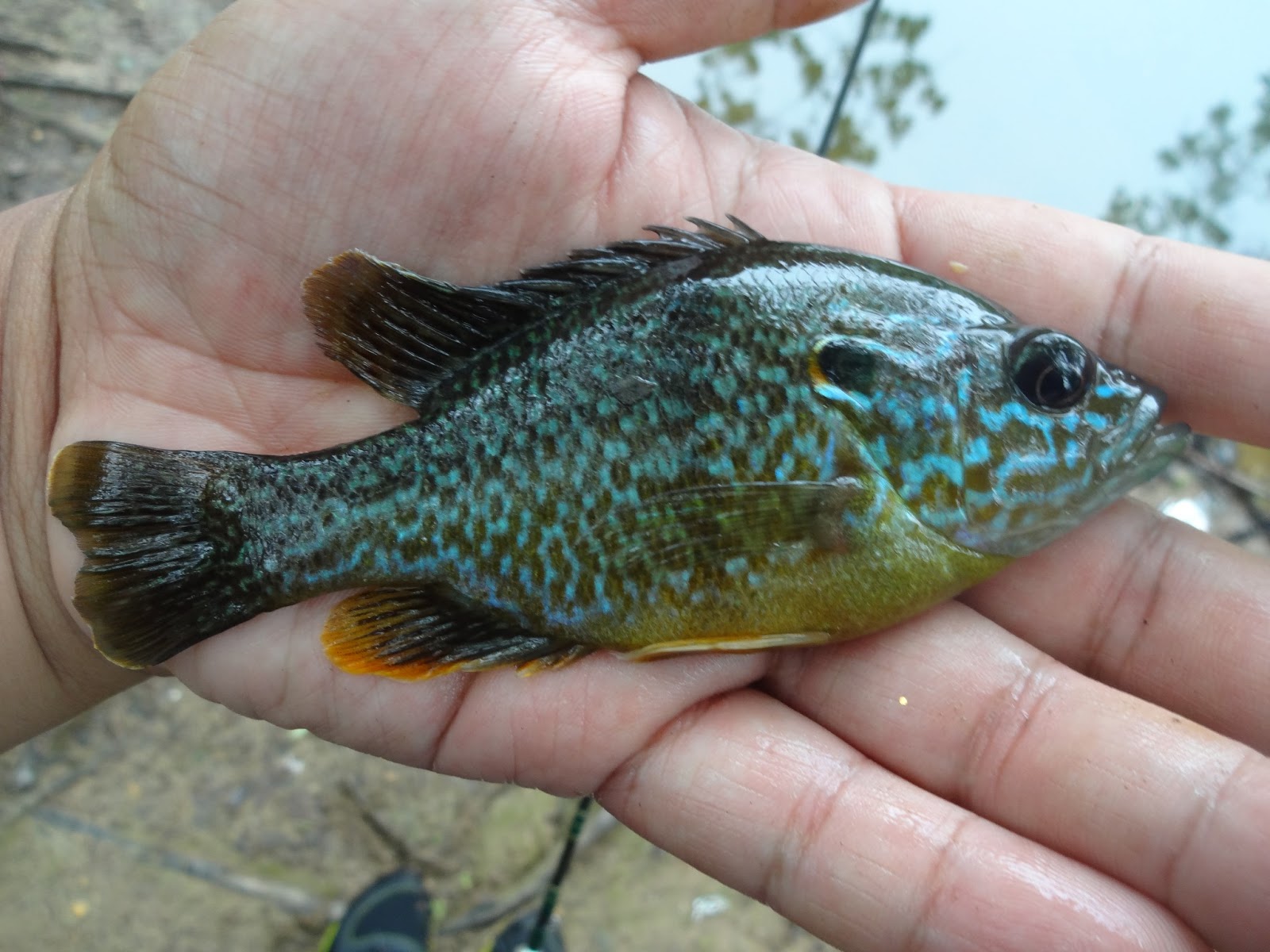 Extreme Philly Fishing: Be a "Sunfish Expert:" A Simple Guide for ...