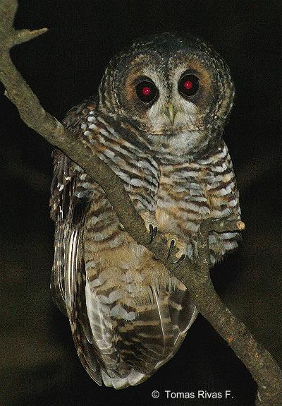 especies chilenas: El Concón (Strix rufipes)
