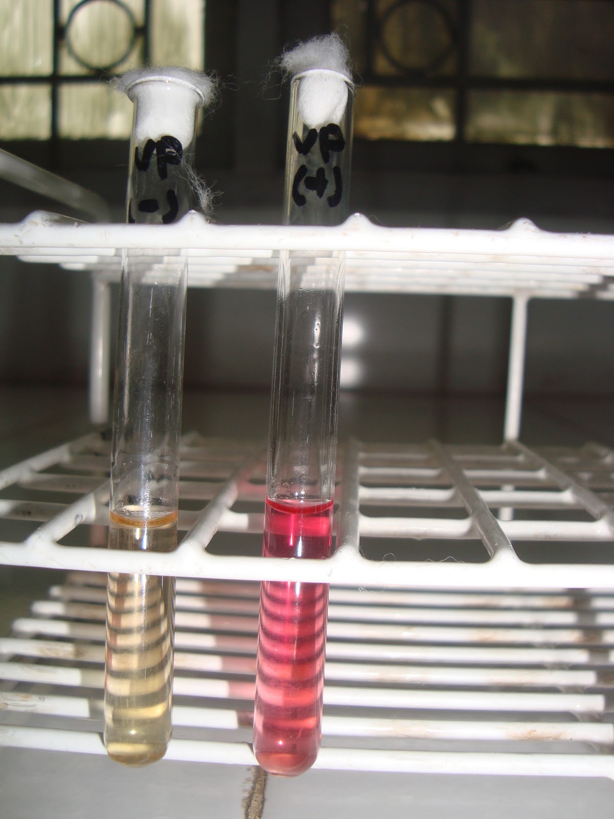 My World Fisheries: Tahap-Tahap Uji Salmonella (SNI-01-2332.2-2006)