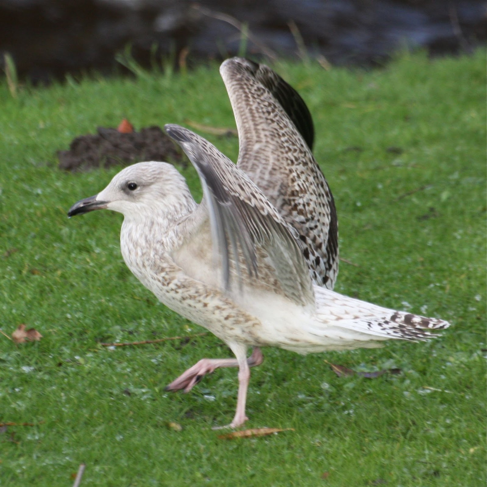 Morgithology: 1st winter Herring Gull: tail bands