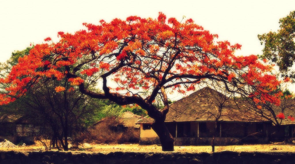 The Gulmohar tree | Coral Crue