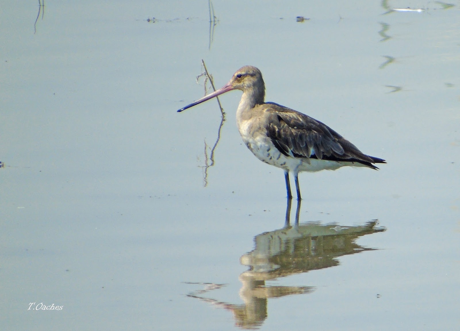 PASARI DIN ROMANIA: SITAR DE MAL, Limosa limosa