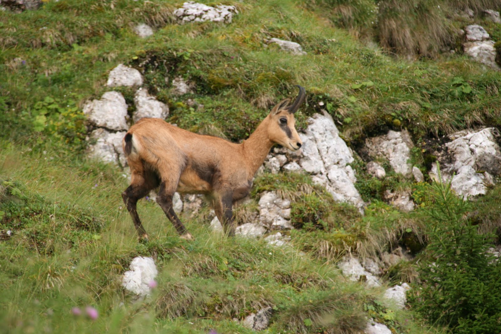 Frumusetile naturii: Capra neagră (Rupicapra rupicapra)