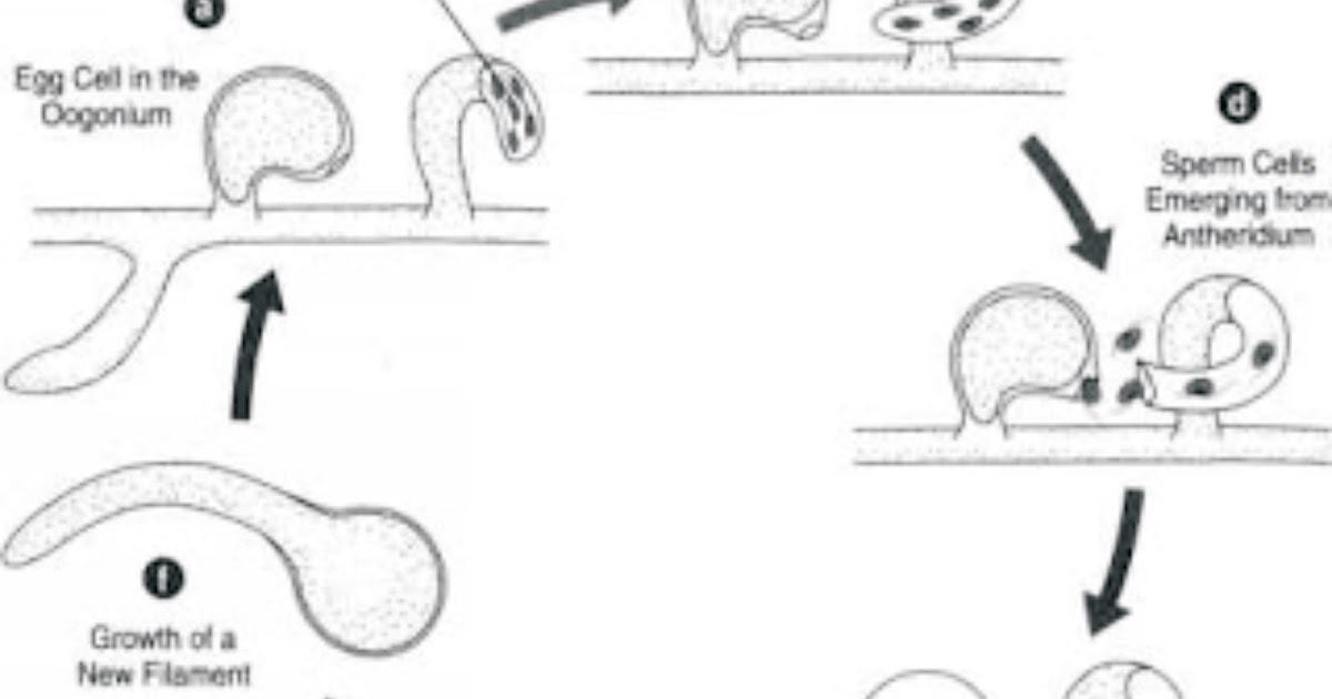 General Feature, place to live, method of reproduction, classification ...