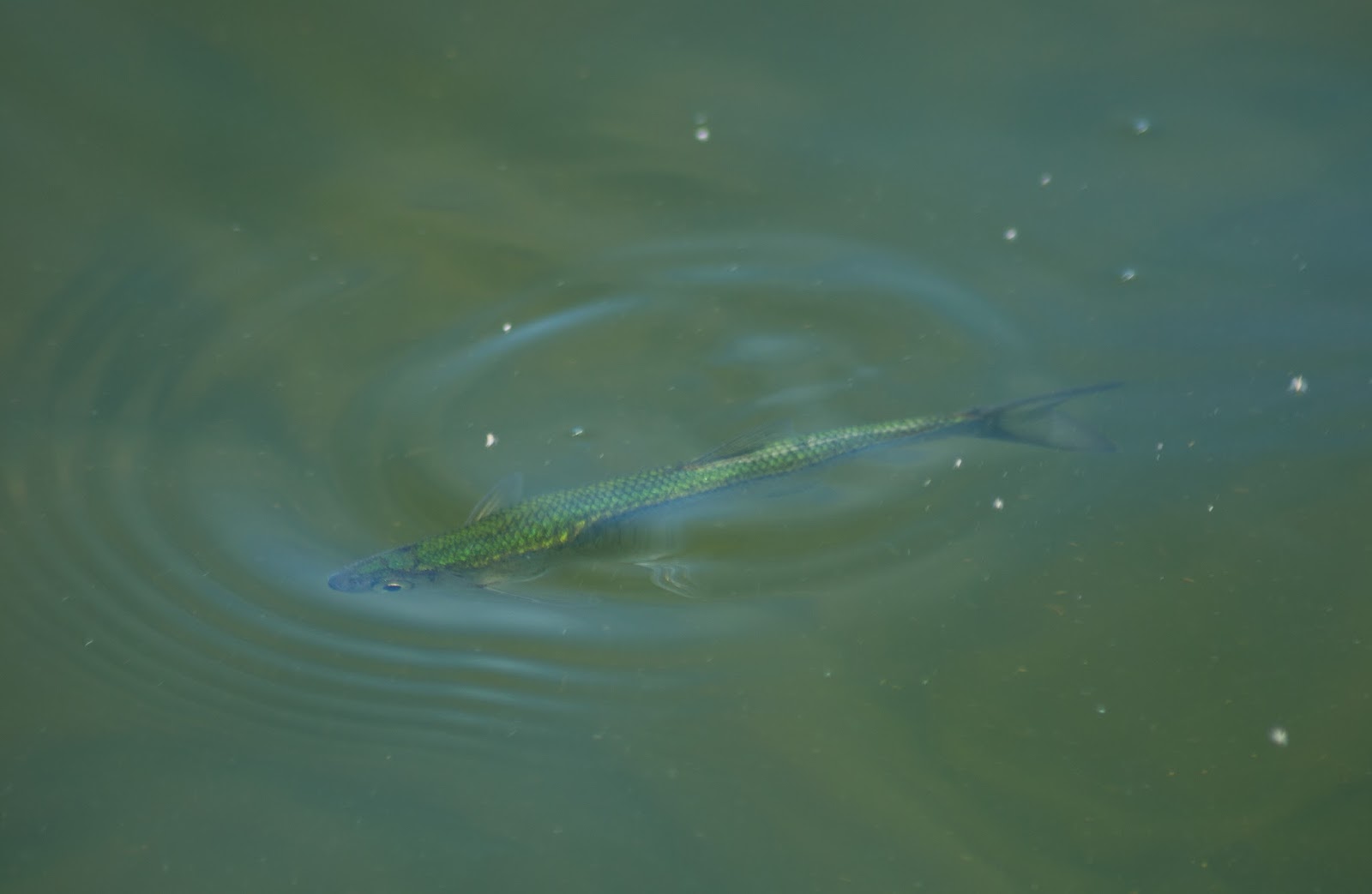 Eve Saar Photo: Vormsil/ in Vormsi (a small island in the West Estonia ...