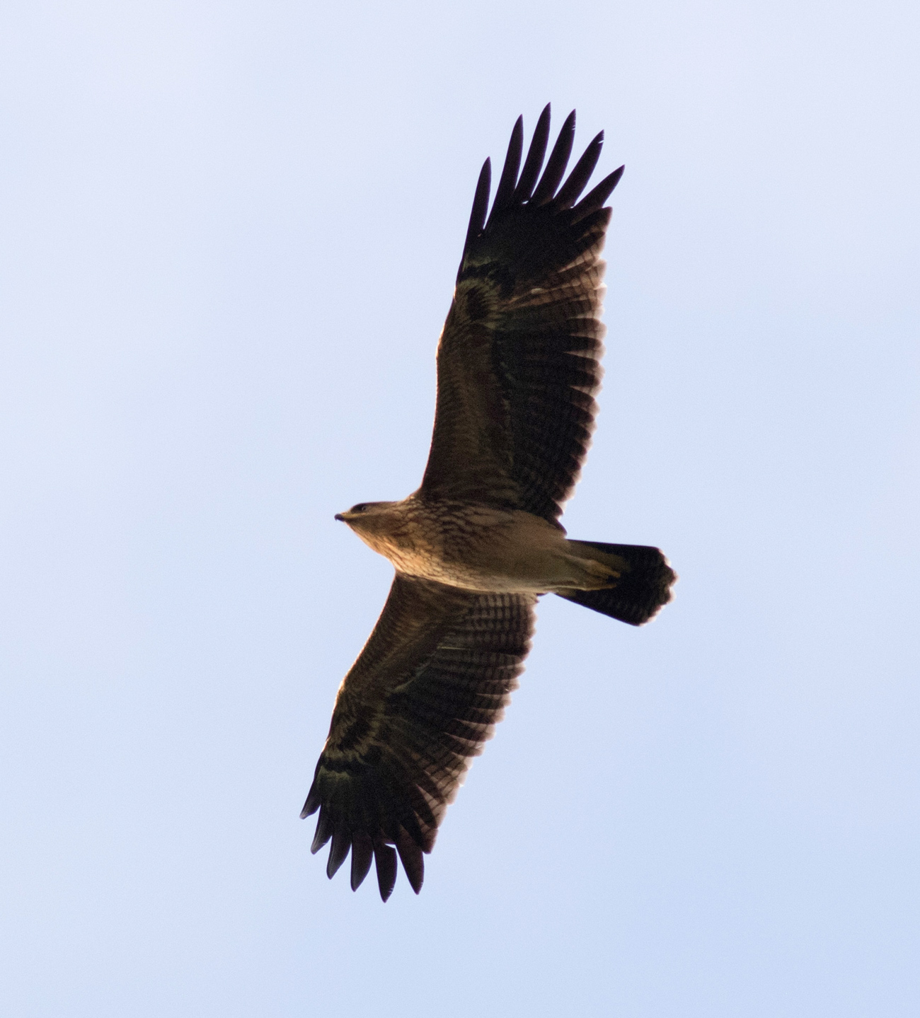 Wright's Wanderings: Lesser Spotted Eagle