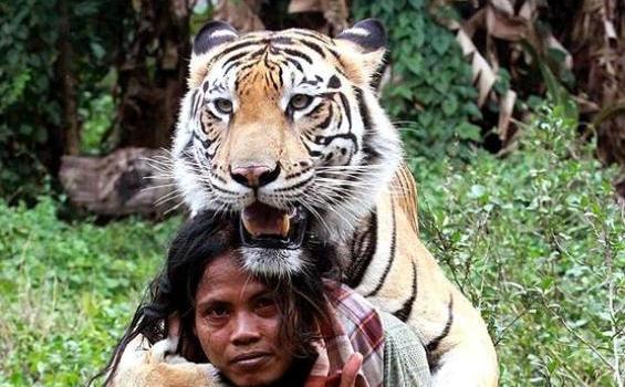 Persahabatan Manusia dengan Macan - Desain Blogger