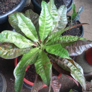 Tanaman Puring (Codiaeum variegatum) - Ganesha Flora Bali