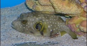 Brackish FAQ: Marine Fish in the Brackish Water Aquarium