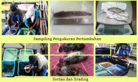 Teknik Budidaya Pembesaran Ikan Konsumsi