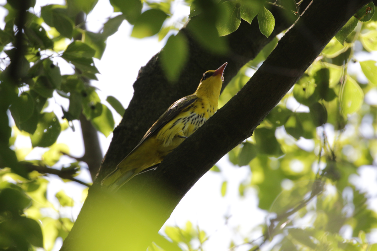 BIRDING - Kyoto, Kansai and Japan: Black-naped Orioles