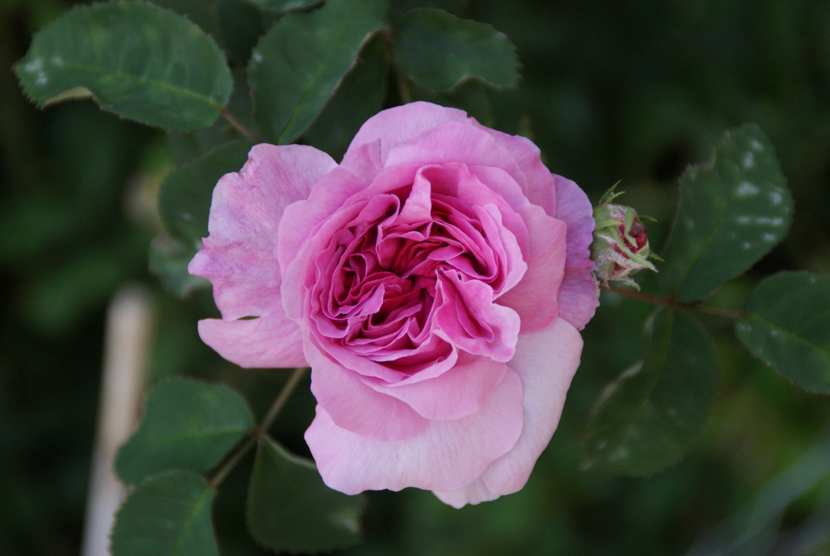 Organic Garden Dreams: April Roses