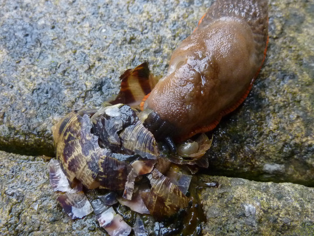 A Gardener's Weather Diary: Potato Summary and a Short Lived Record