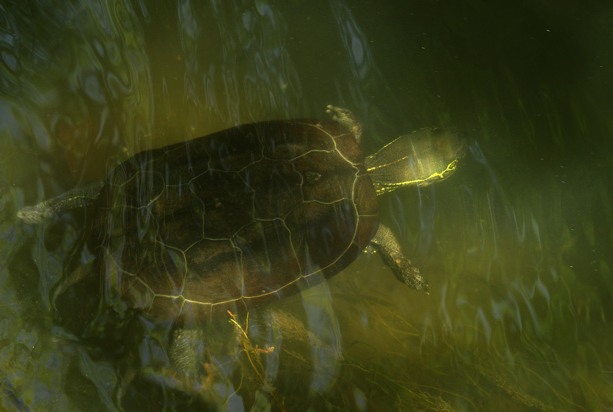 Wildeep's Illuminations: Chinese Pond Terrapin