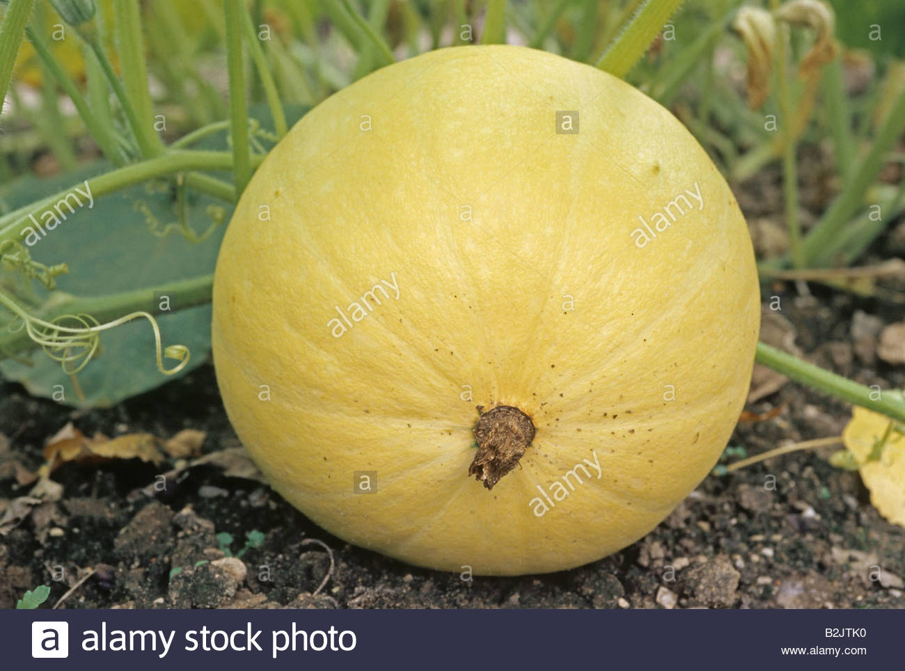 Flora de Puerto Rico Ilustrada Papo Vives: CURBITACEAE CUCURBITA MAXIMA