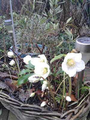 Tuinweetjes: Helleborus niger / kerstroos