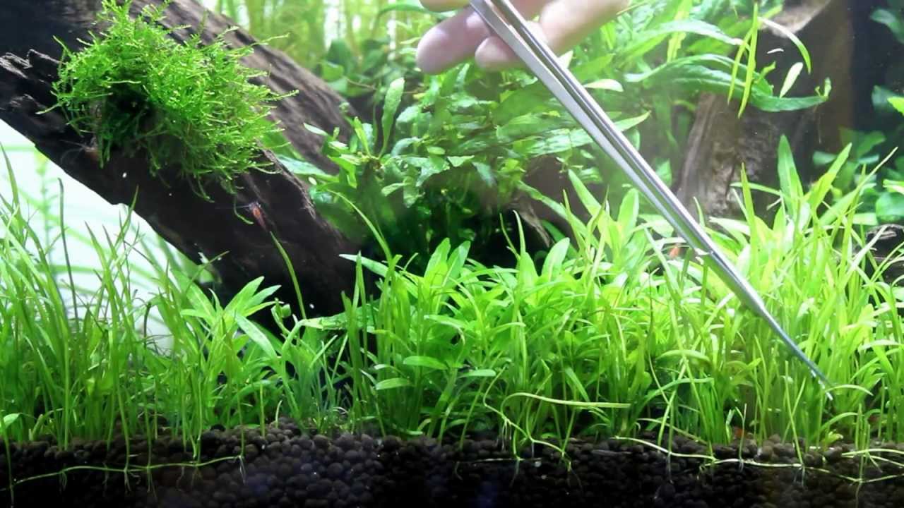 Lilaeopsis brasiliensis ~ Aquascape Batang