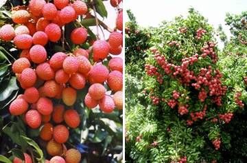 Welcome To Pakistan: Fruits and Crops