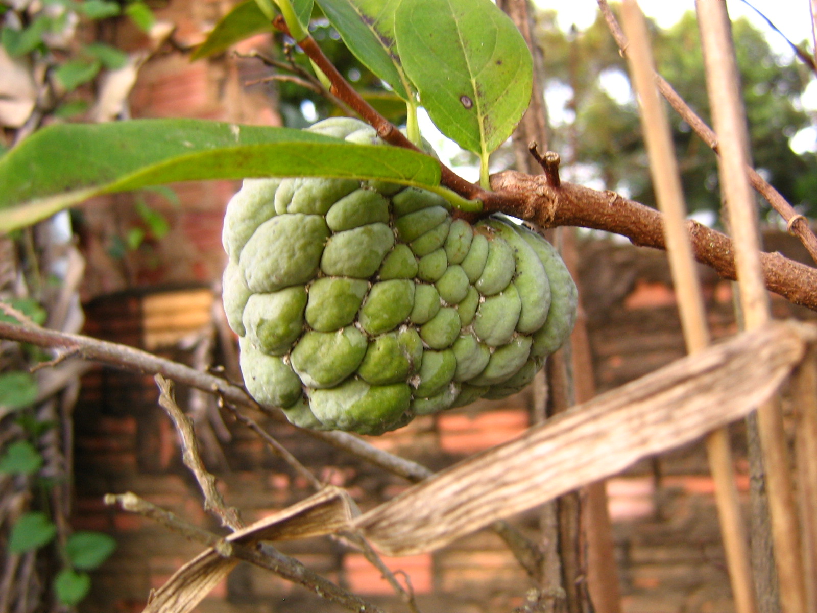 Asas da Vitoria: Anona,fruto conhecido como fruto do conde(combate ao ...
