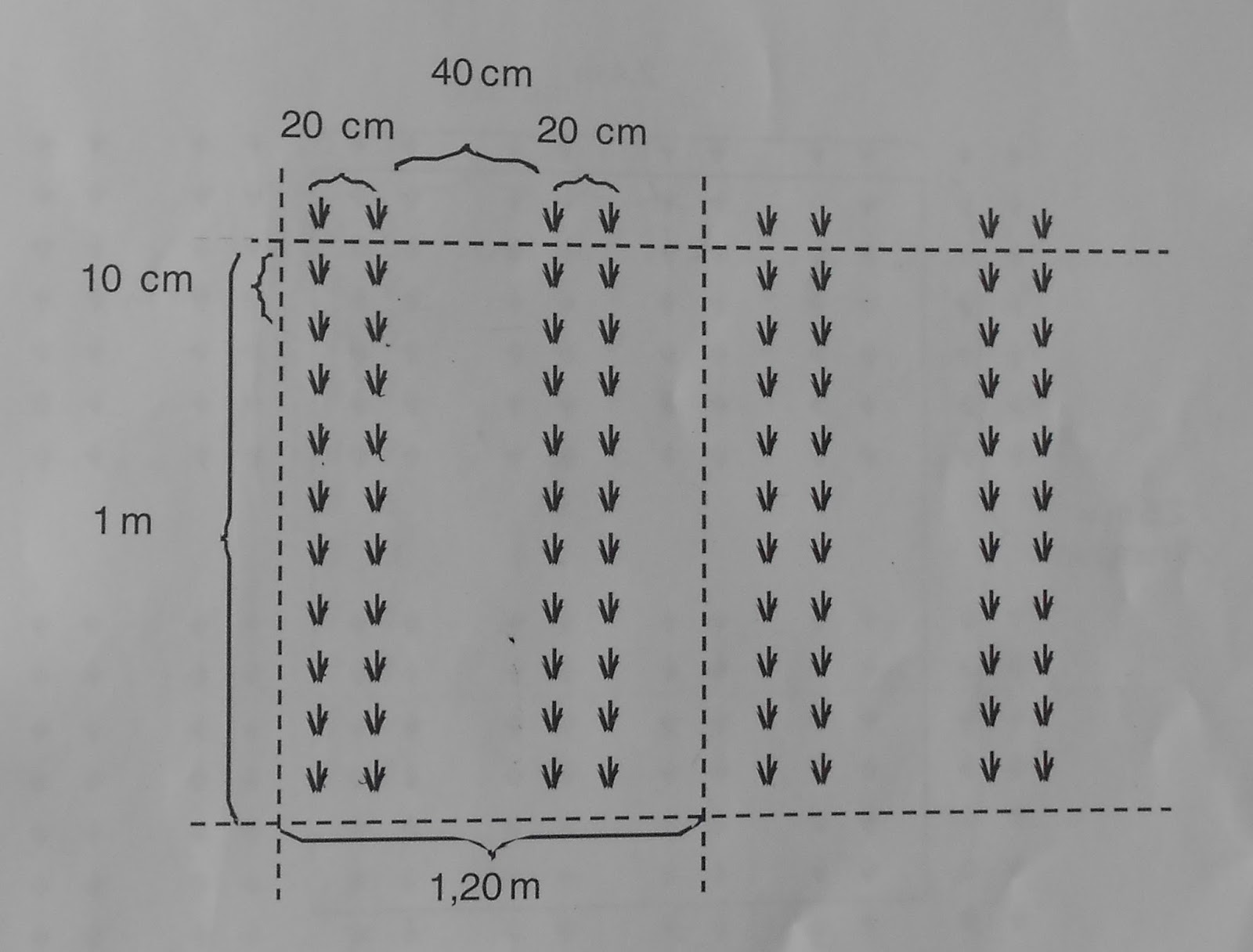 Ubinan Padi pada Jarak Tanam Jajar Legowo ~ TLOGO TANI
