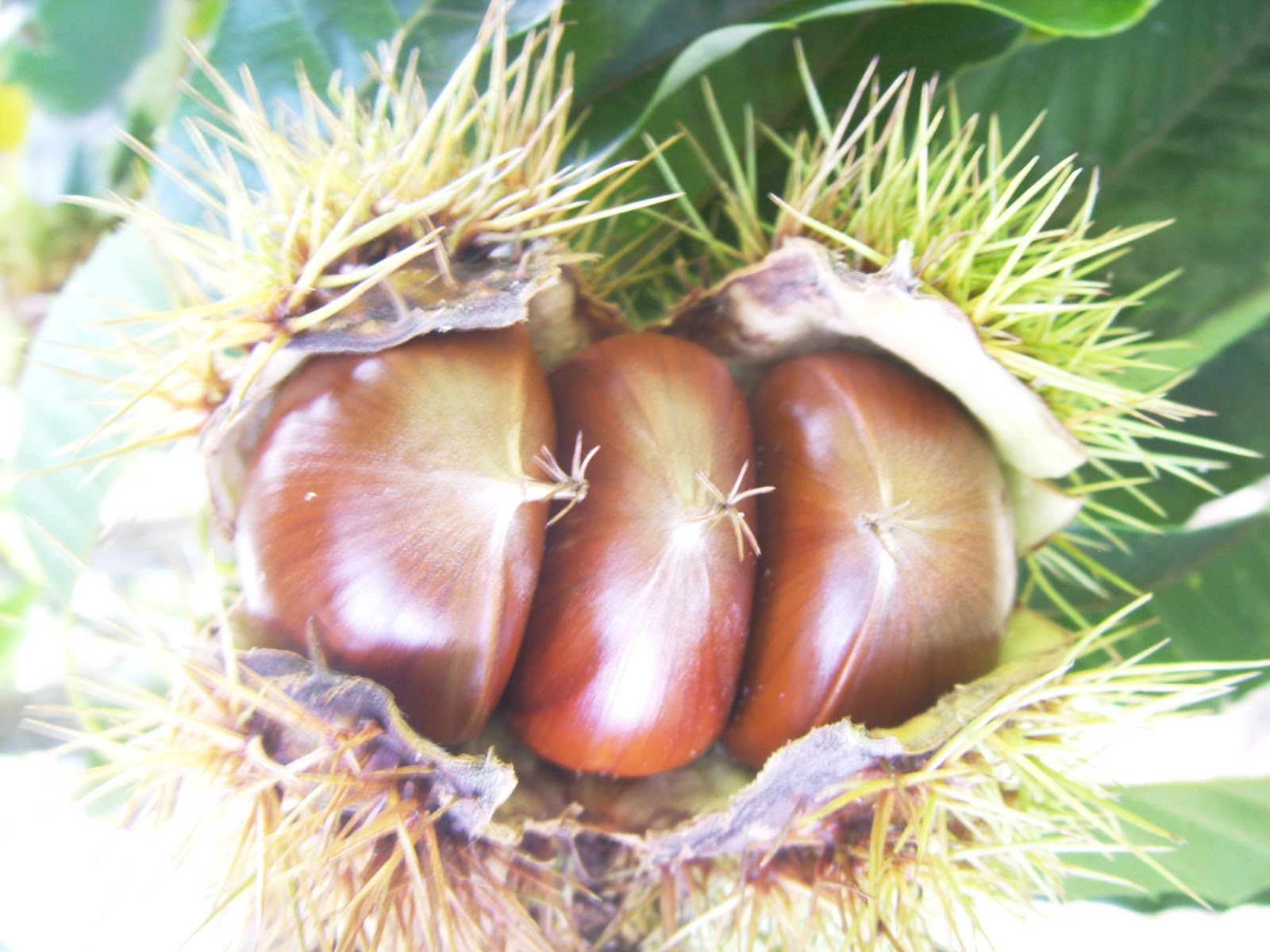 .: Castanheira e as castanhas