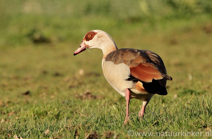 Natuurkieker: Ganzen in Nederland