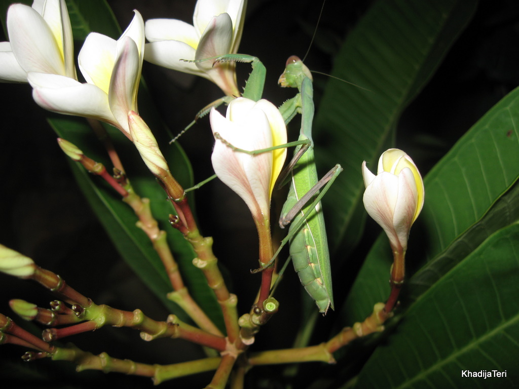 KhadijaTeri: Evening Prayers in My Garden