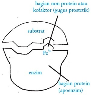 Buku Resep Pilhan Keluarga: Komponen-komponen Enzim