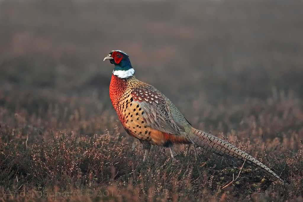 Andy Shepherd Wildlife Photography: Pheasant