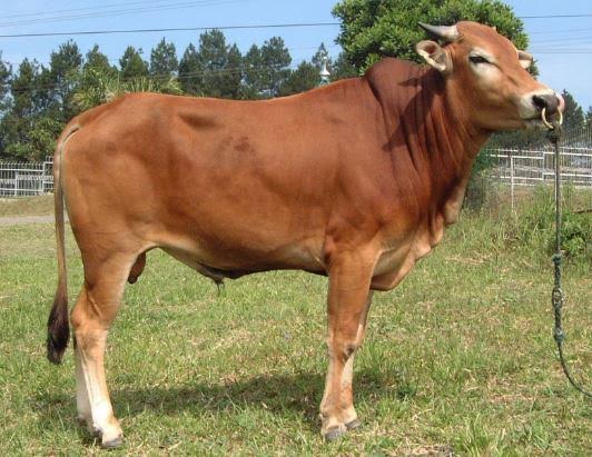 Jenis-jenis Sapi Lokal Indonesia Penghasil Daging | 1001 Catatan, Cara ...
