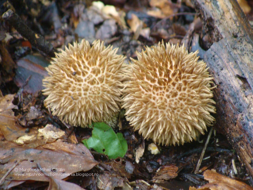 Mushrooms from Romania: Lycoperdon echinatum