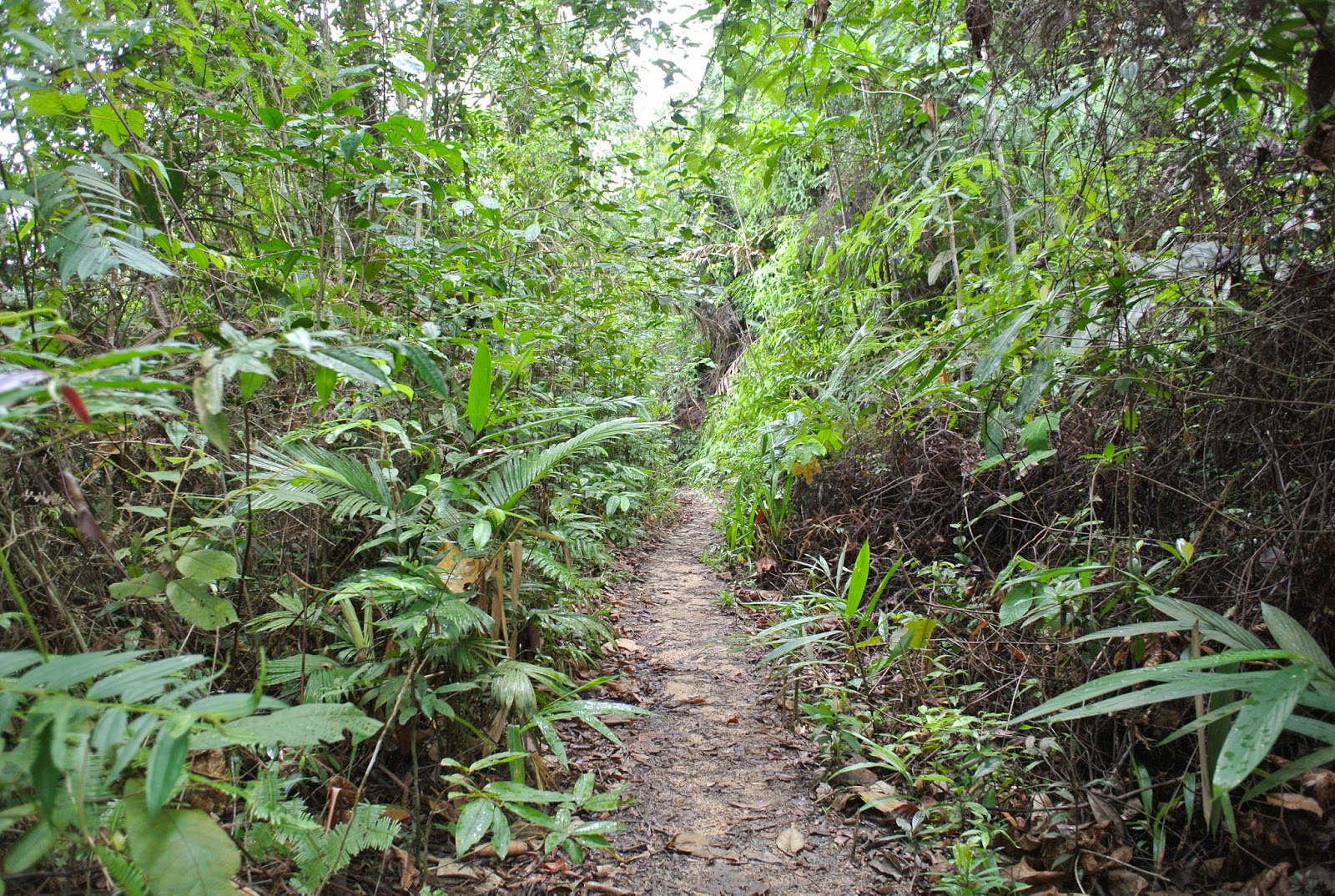 afifplc: Gunung Angsi hike