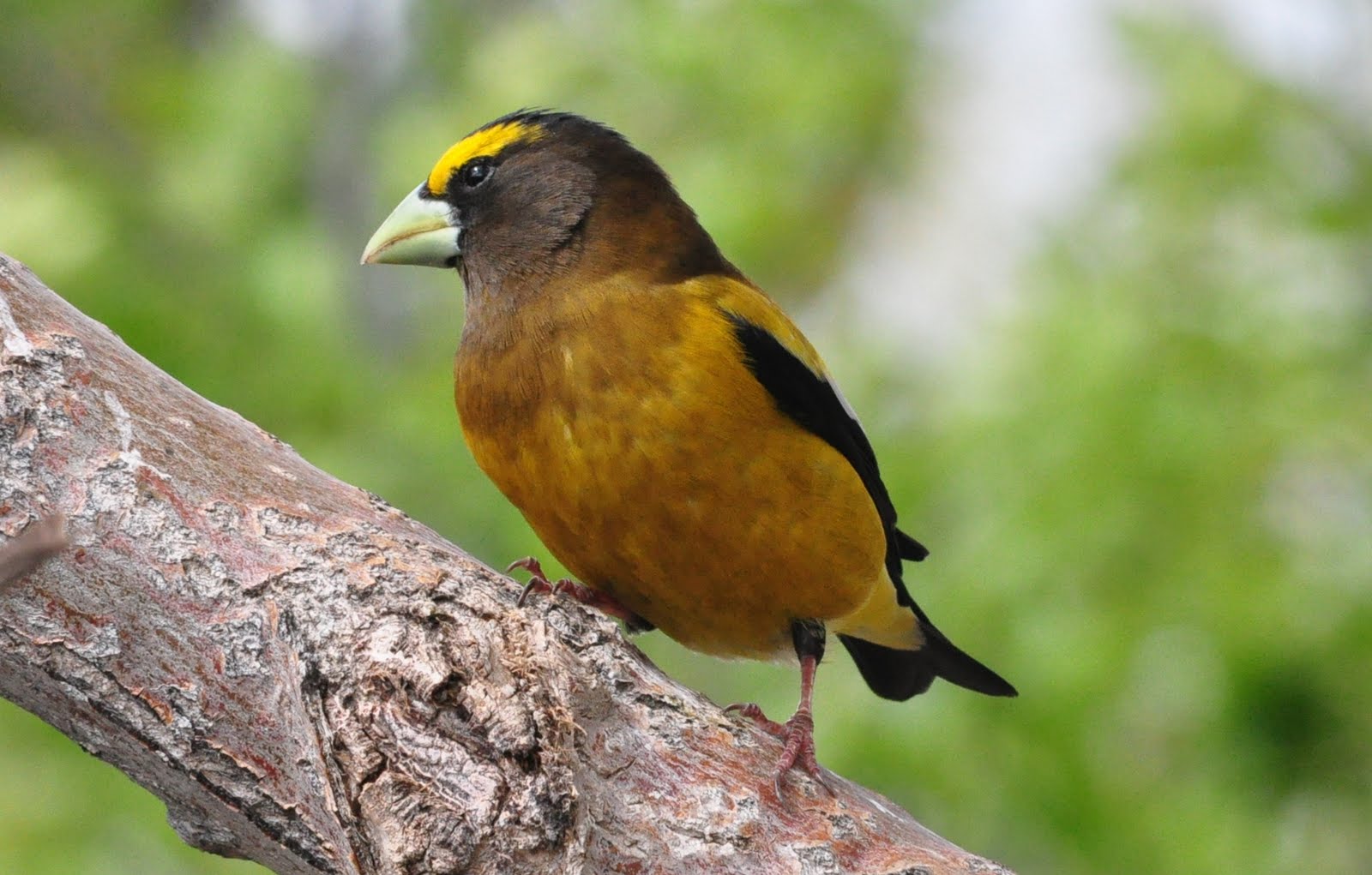 Birds of Madison County: Evening Grosbeaks visit my backyard