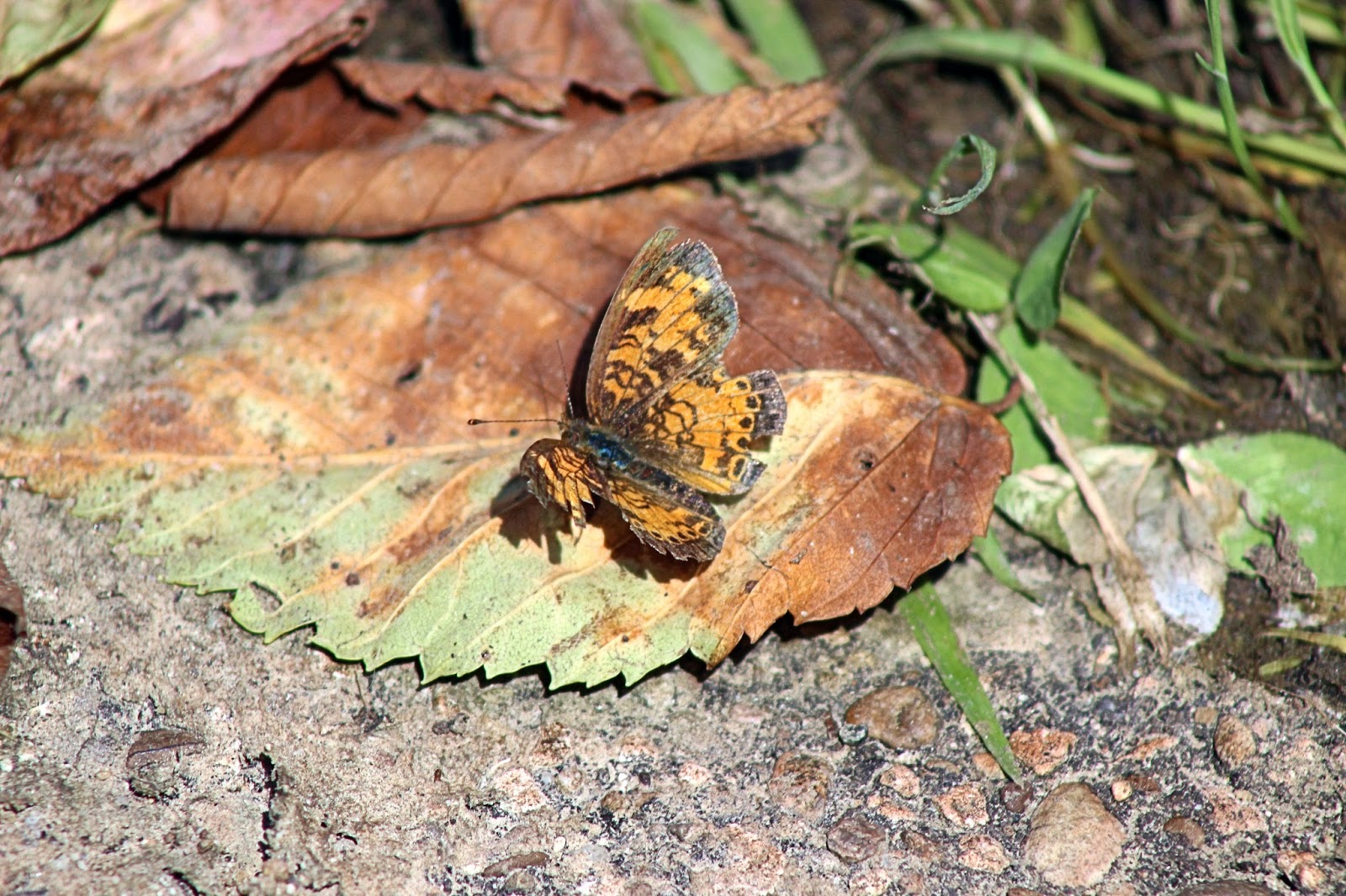 Butterfly On Dry Leaf