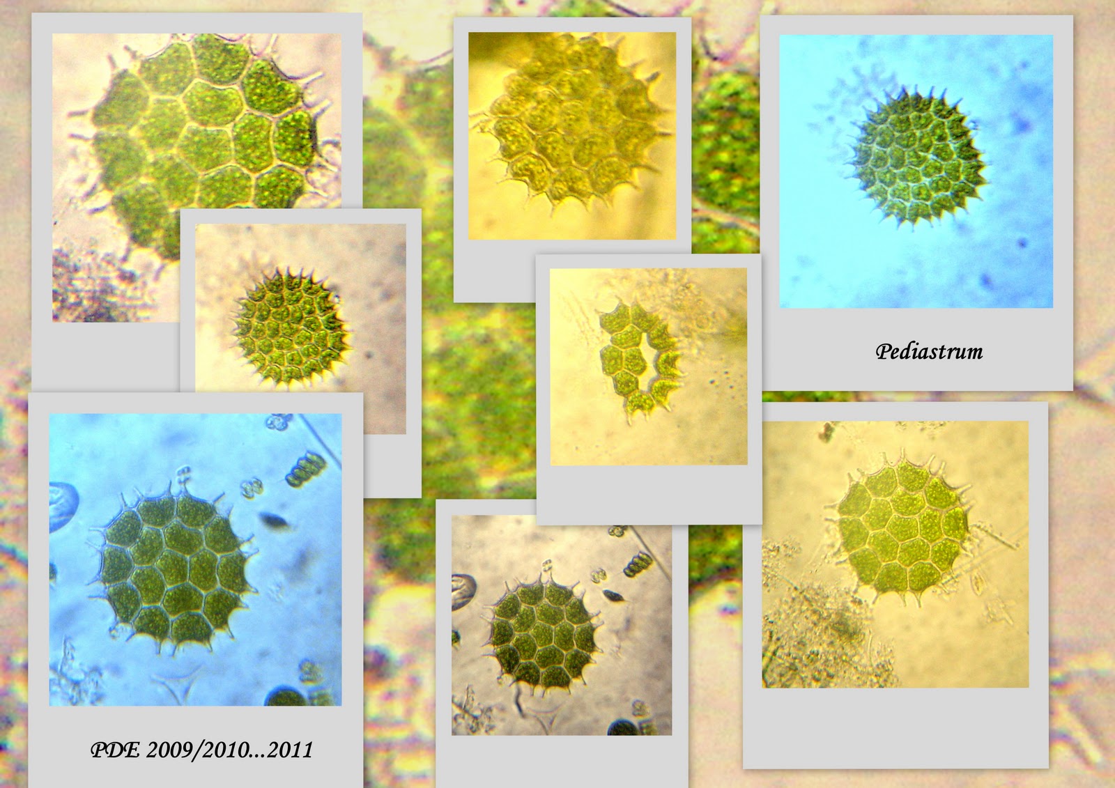 Cultivo de Microalgas em Fotobiorreatores: Detalhes de algumas etapas ...
