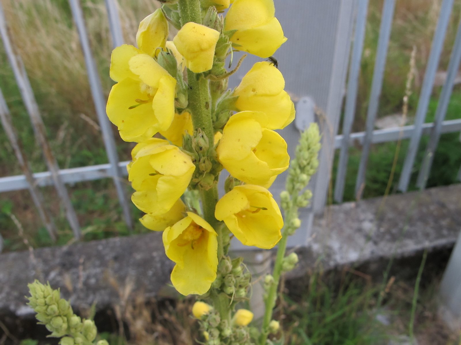 FLORA NEL SALENTO e.. anche altrove: Verbascum phlomoides L ...