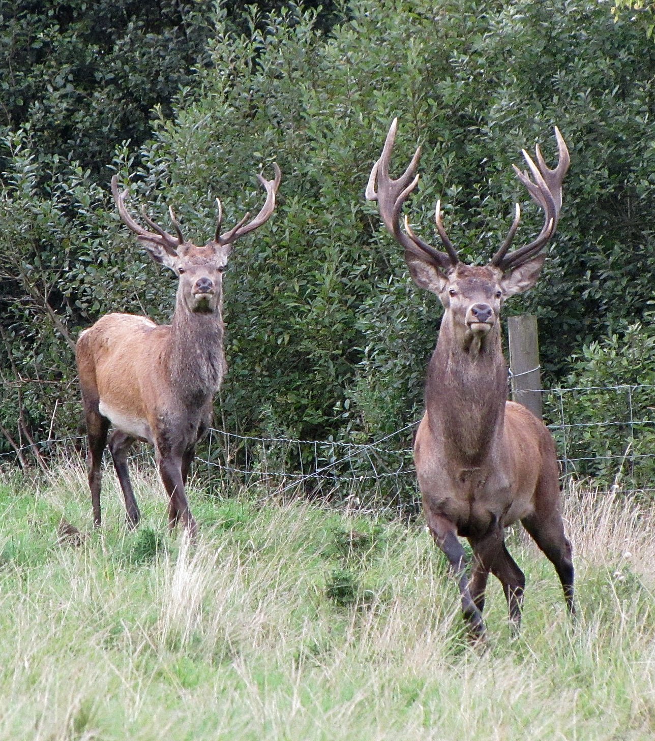 My Polar Bear Friends and Friends of Polar Bears: Siku and his American ...