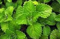 Daun Torbangun, Daun Batak Berkhasiat - HEALTHY LIFE
