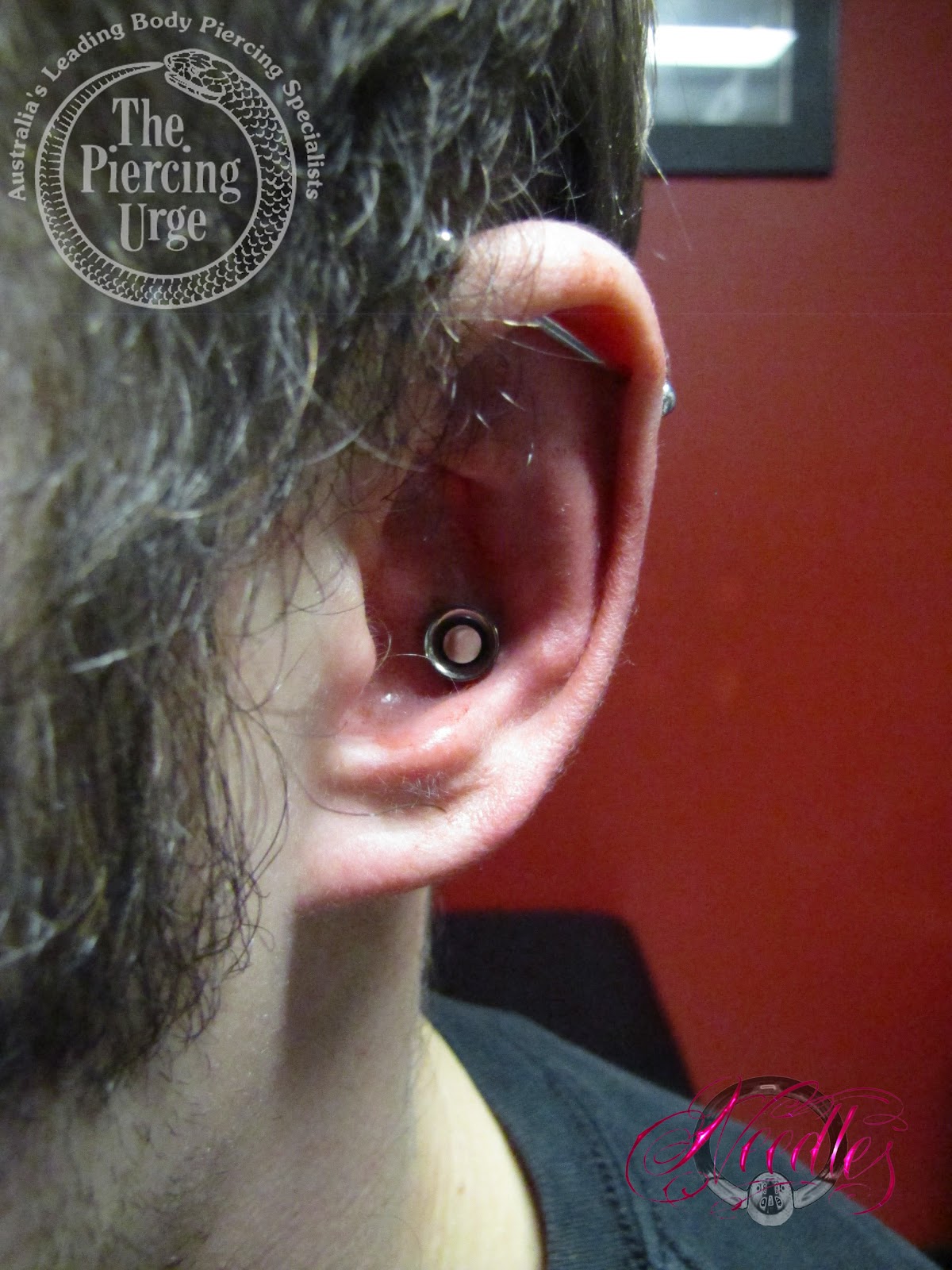NINE BODY PIERCING BLOG: Fresh 5mm Punch on Conch with 4g Eyelet