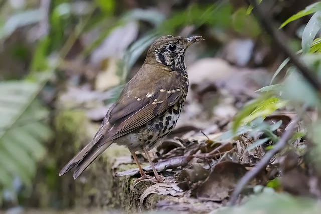As The Crow Flies - a Hong Kong Birding Blog: Chinese Thrush - Shing Mun