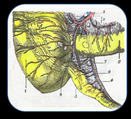 DR. JUAN HERNÁNDEZ ORDUÑA. : Anatomía quirúrgica del apéndice texto